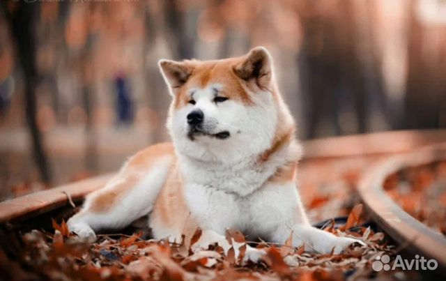 Щенки Акита ину