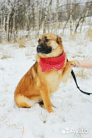 Собака Фокси в дар