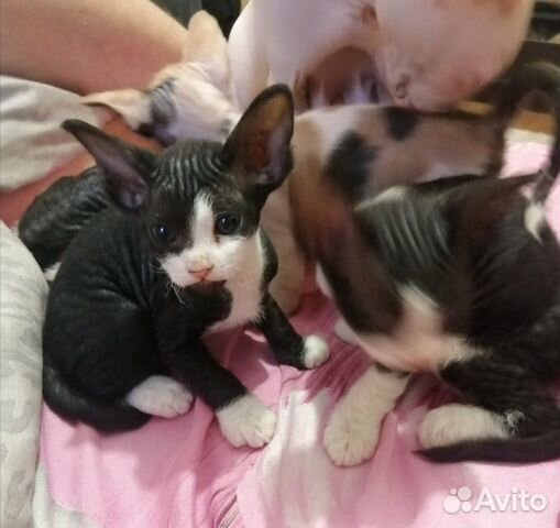 Котята сфинкса