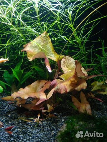 Нимфея звездчатая стеллата Nymphaea stellata