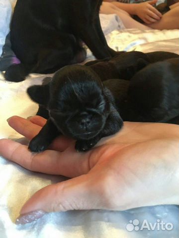 Бельгийский гриффон