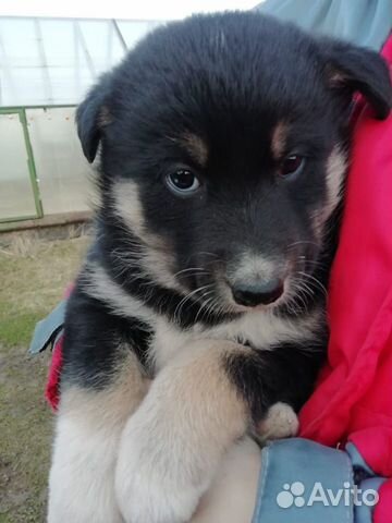 Щенок в дар в добрые руки