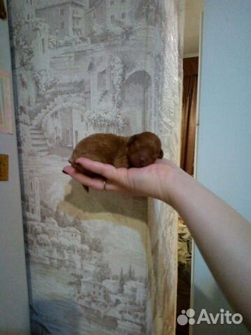 Пуделяшки девочки