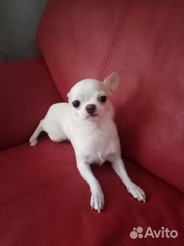 Продам чихуа хуа