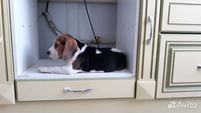 Щенок бигль 4 мес