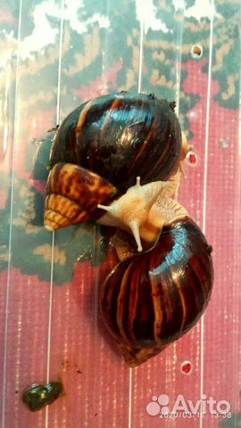 Улитки Ахатины