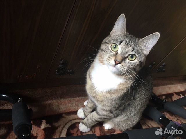 Кошка 9 месяцев