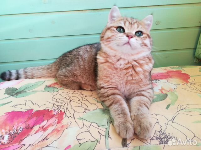 Роскошный Гарфилд в каждый дом) Шотландский кот