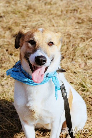 Добрая собака Розочка в добрые руки