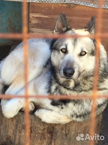 Хаски, окрас агути