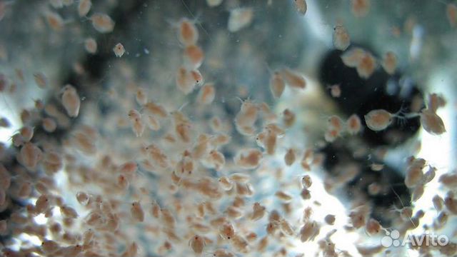 Дафния живая