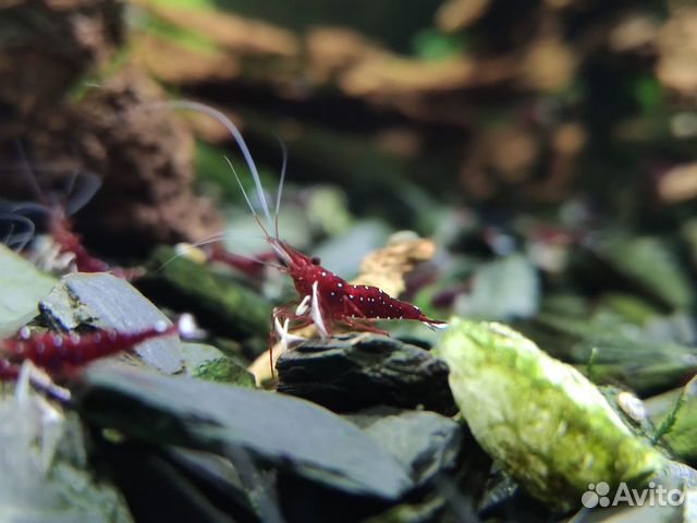 Креветка Сулавесская Кардинал,Caridina Dennerli