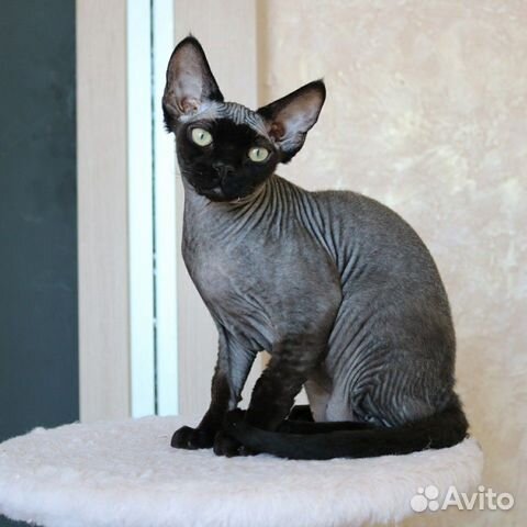 Черный котик девон-рекс