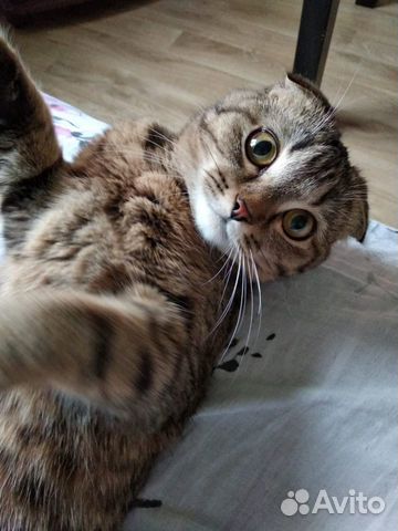 Вислоухая кошка