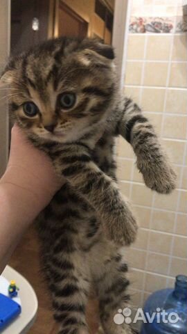 Шотландская