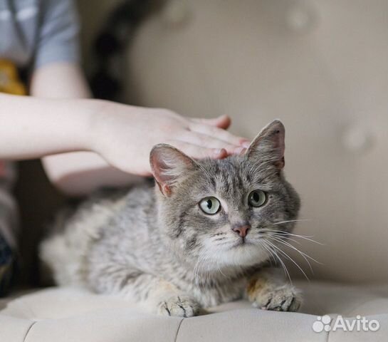 Кот бесплатно