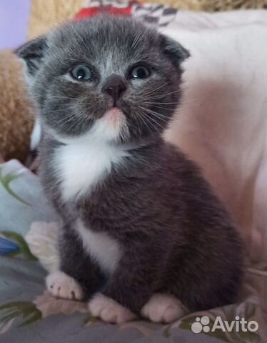 Шотландская вислоушка ищет семью