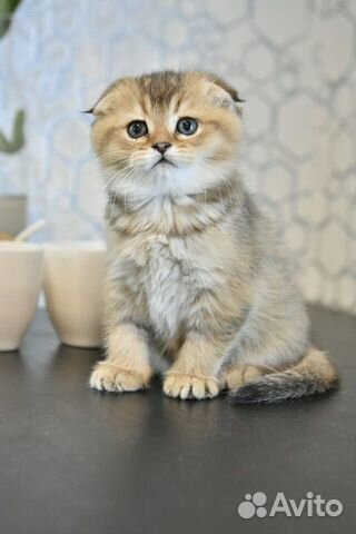 Шотландская вислоухая кошечка