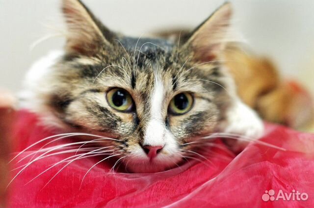 Марго пушистая сибирячка в дар заботливым хозяев