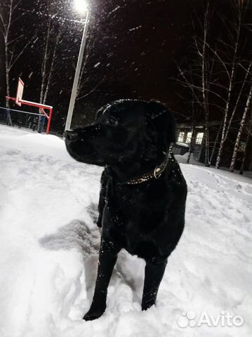 Отдам в хорошие руки