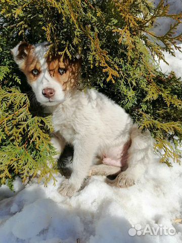 Щенок мальчик 2 года голубые глаза