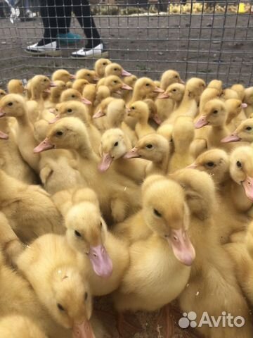 Французская утка, стар 53