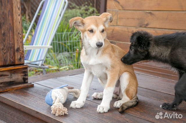 Щенок Грета 3 мес.Привита.Привезем