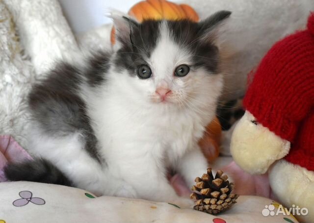 Котенок Пушок 2 месяца в добрые руки