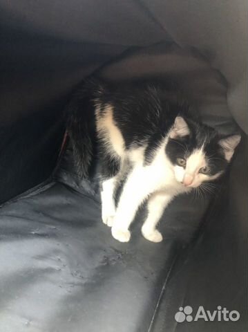 Котик в добрые руки