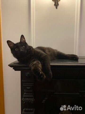 Кот Чёрный