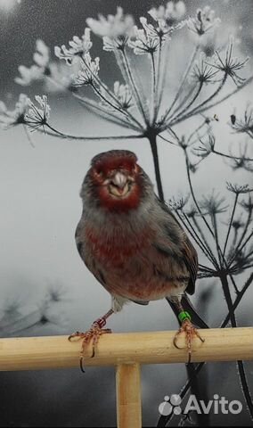 Кенар чёрно красный мозаик