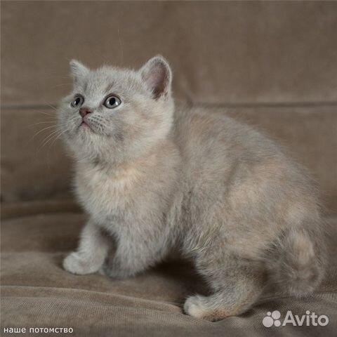 Лилово-голубая черепашка британская