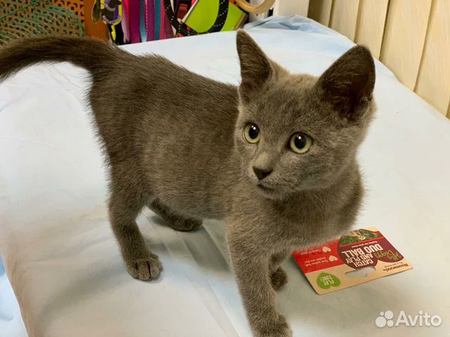 Голубая девочка Плюша 2,5 мес