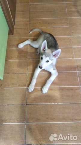 Продадим щенка