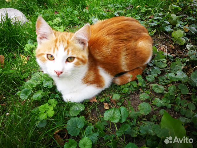Котенок