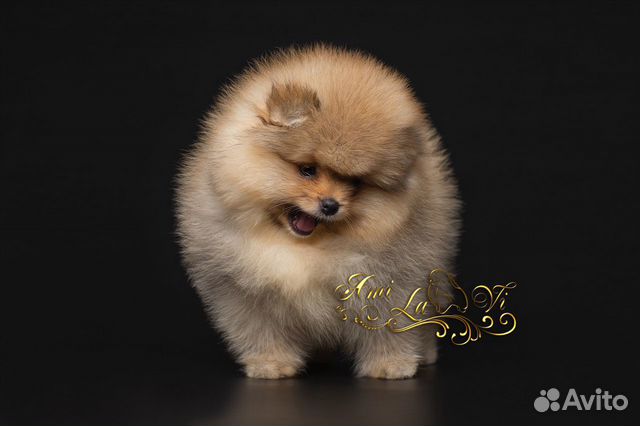 Памераский шпиц мальчик