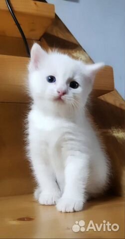 Котенок