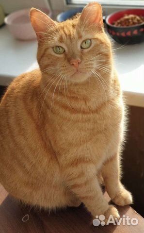 Кошка Яркое Солнце