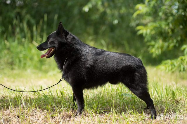 Шипперке вязка