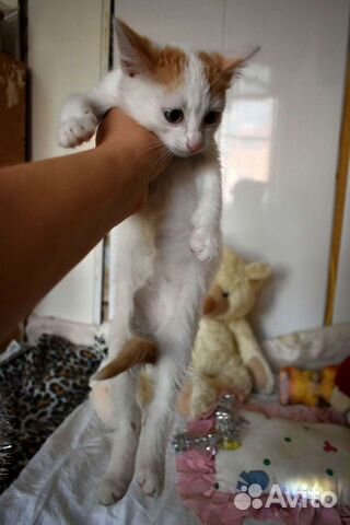 Котенок девочка Капля 3 месяца