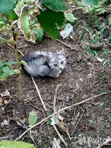 Трое голубоглазых котят