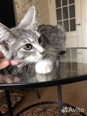 Котеночек Кира 2,5 мес