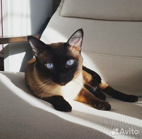 Кот тайский для вязки ищет кошечку