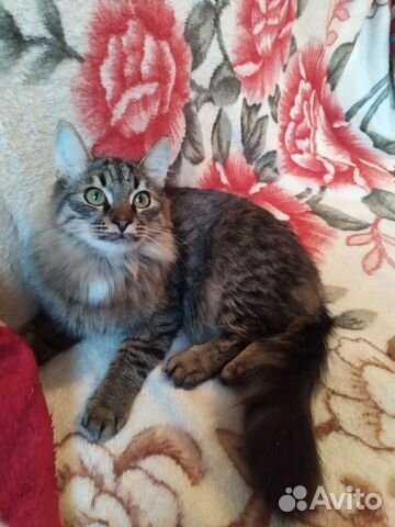 В добрые руки