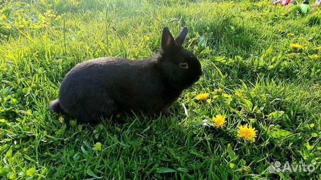 Кролик Коржик