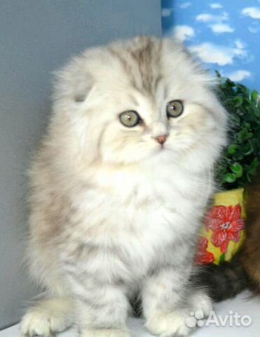 Суперкотята Шотландцы,пушистые и плюшевые Очароваш