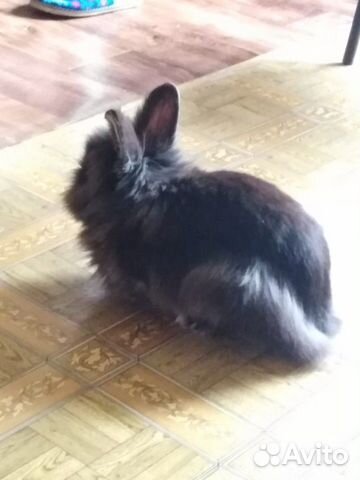 Кролик декоративный