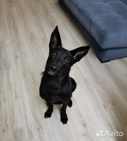 Щенок подросток девочка бесплатно