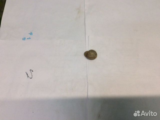 Виноградная улитка