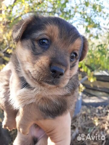 Бутузик от мелкой собачки - добрым хозяевам